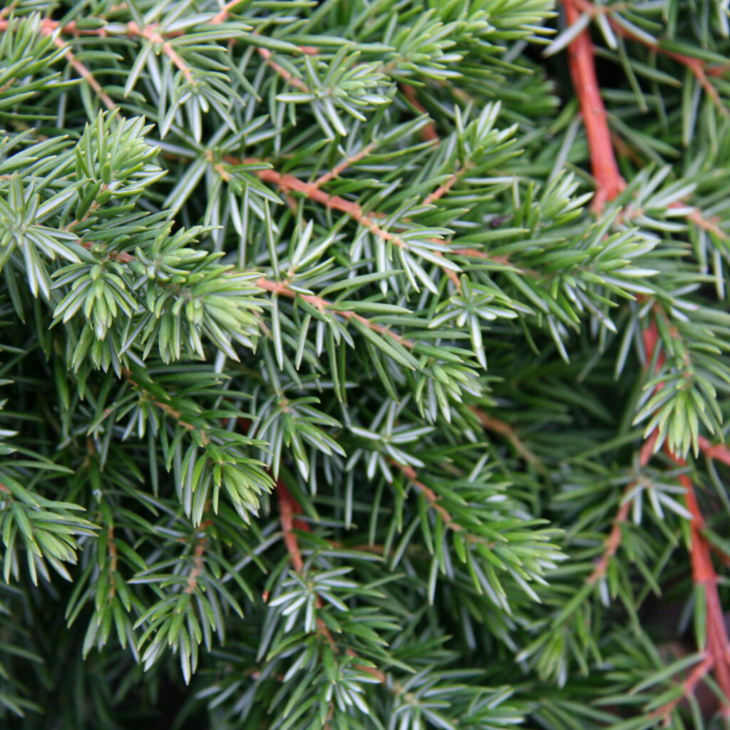 JUNIPERUS conferta 'Blue Pacific' - genévrier