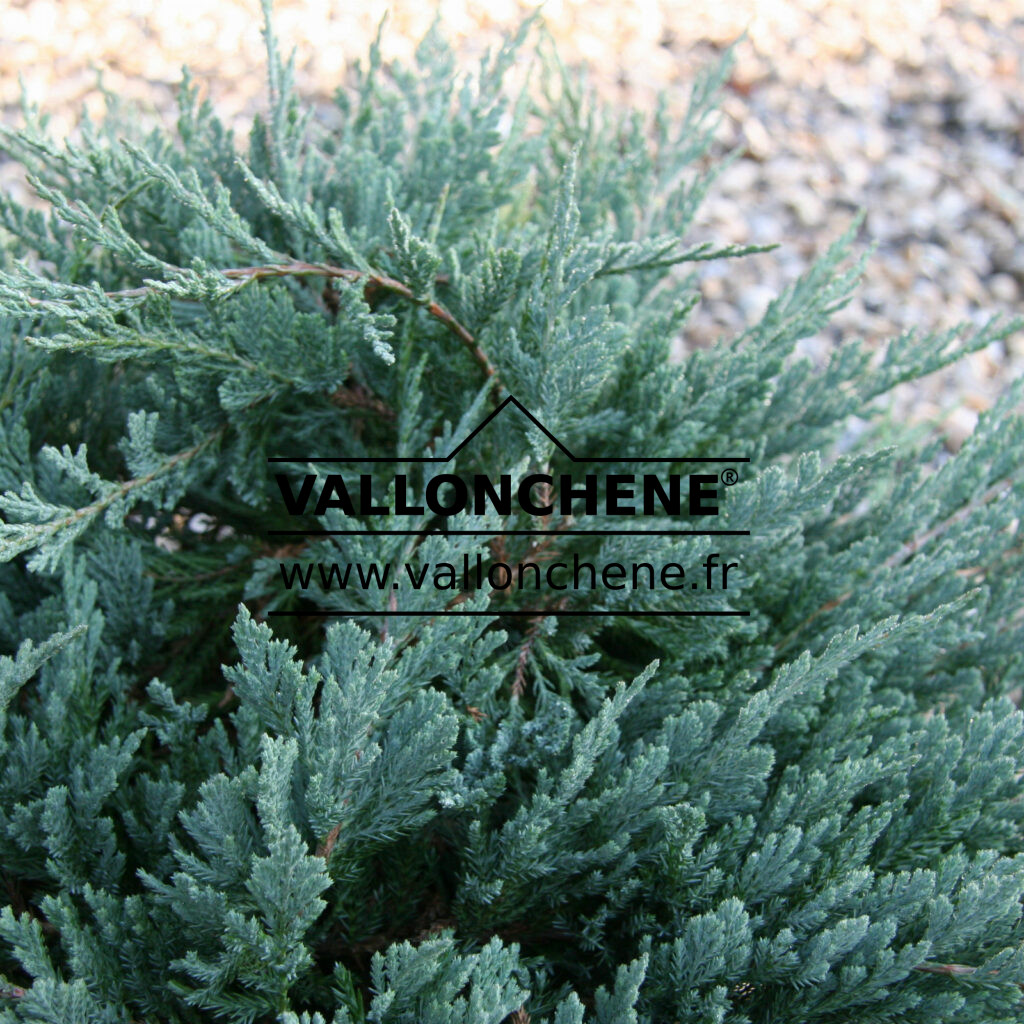 JUNIPERUS horizontalis 'Blue Chip'