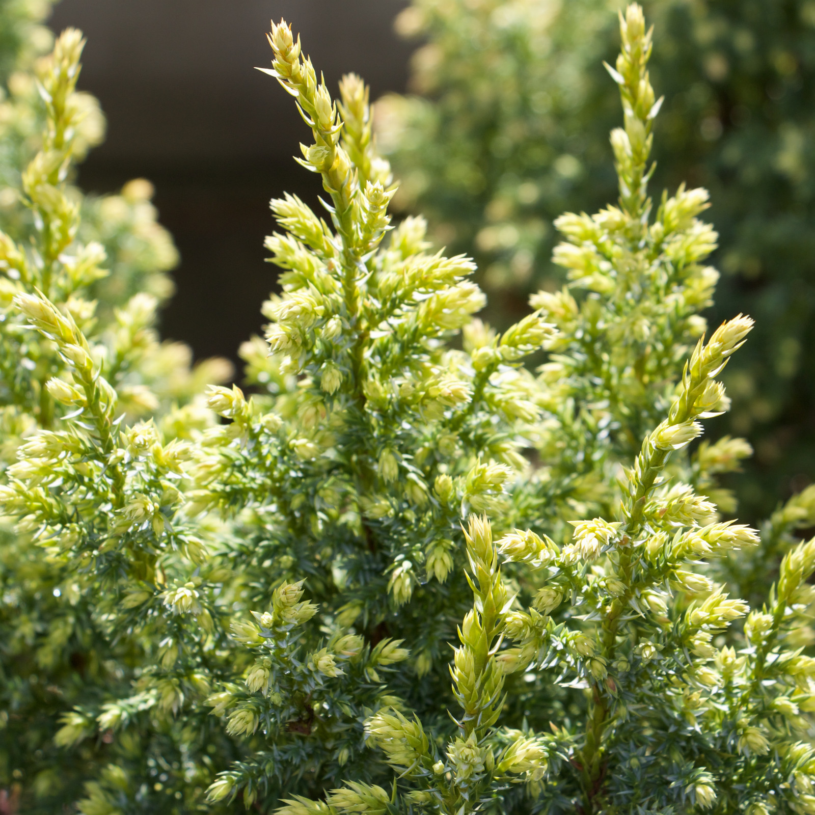 JUNIPERUS pingii 'Hulsdonck Yellow' - genévrier