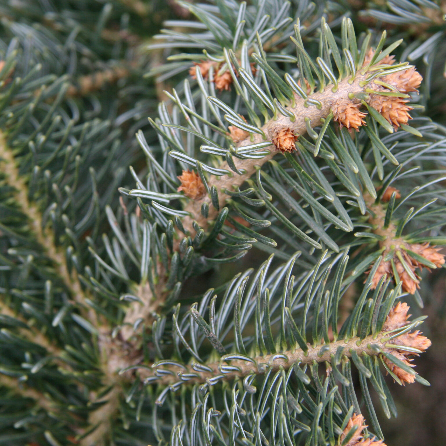 Conifers - PINUS (pins), CRYPTOMERIA, ABIES, GINKGO, CEDRUS,