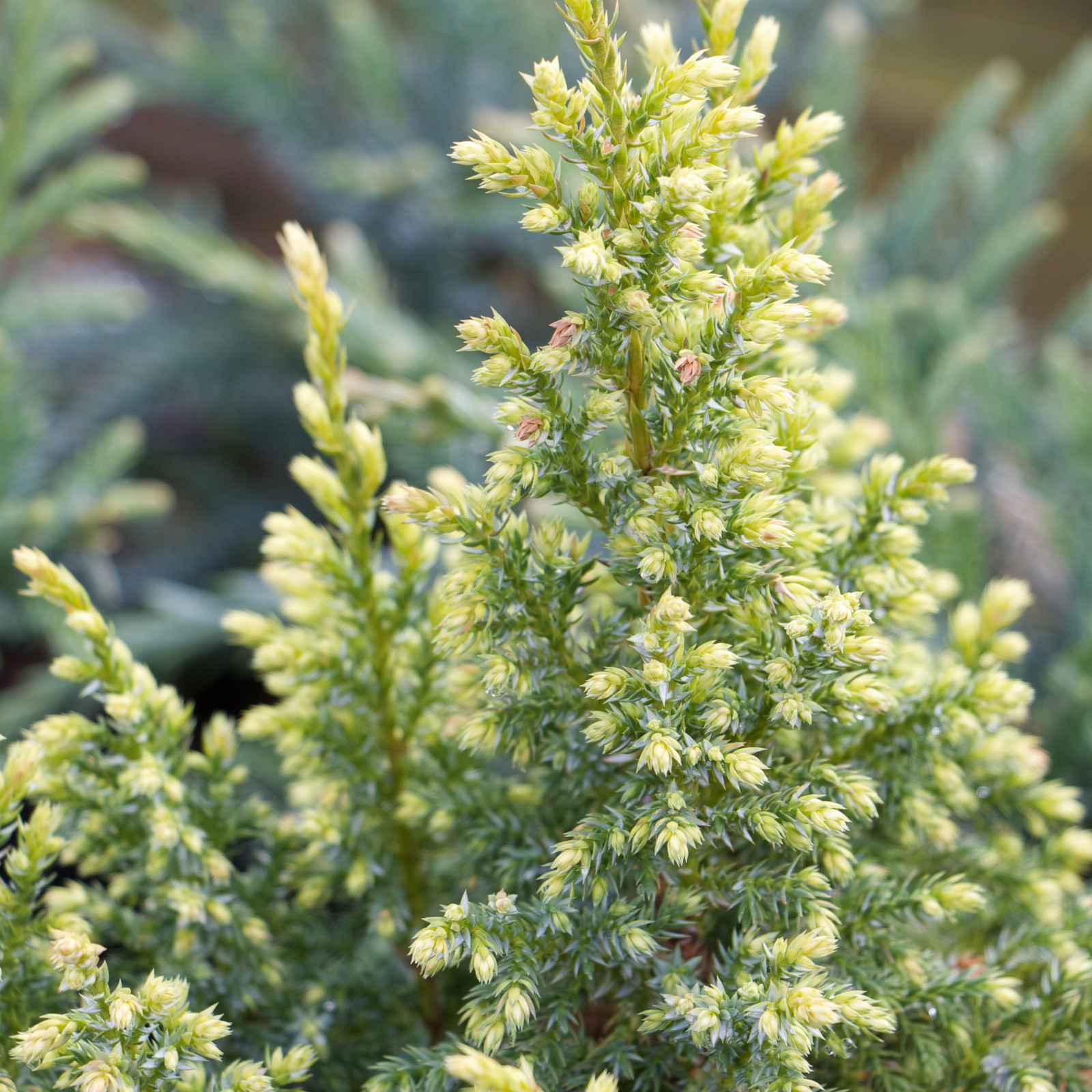 JUNIPERUS pingii 'Hulsdonck Yellow' - genévrier