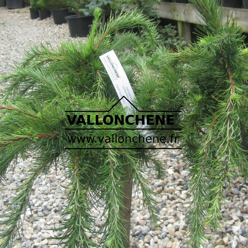 LARIX decidua 'Little Bogle'