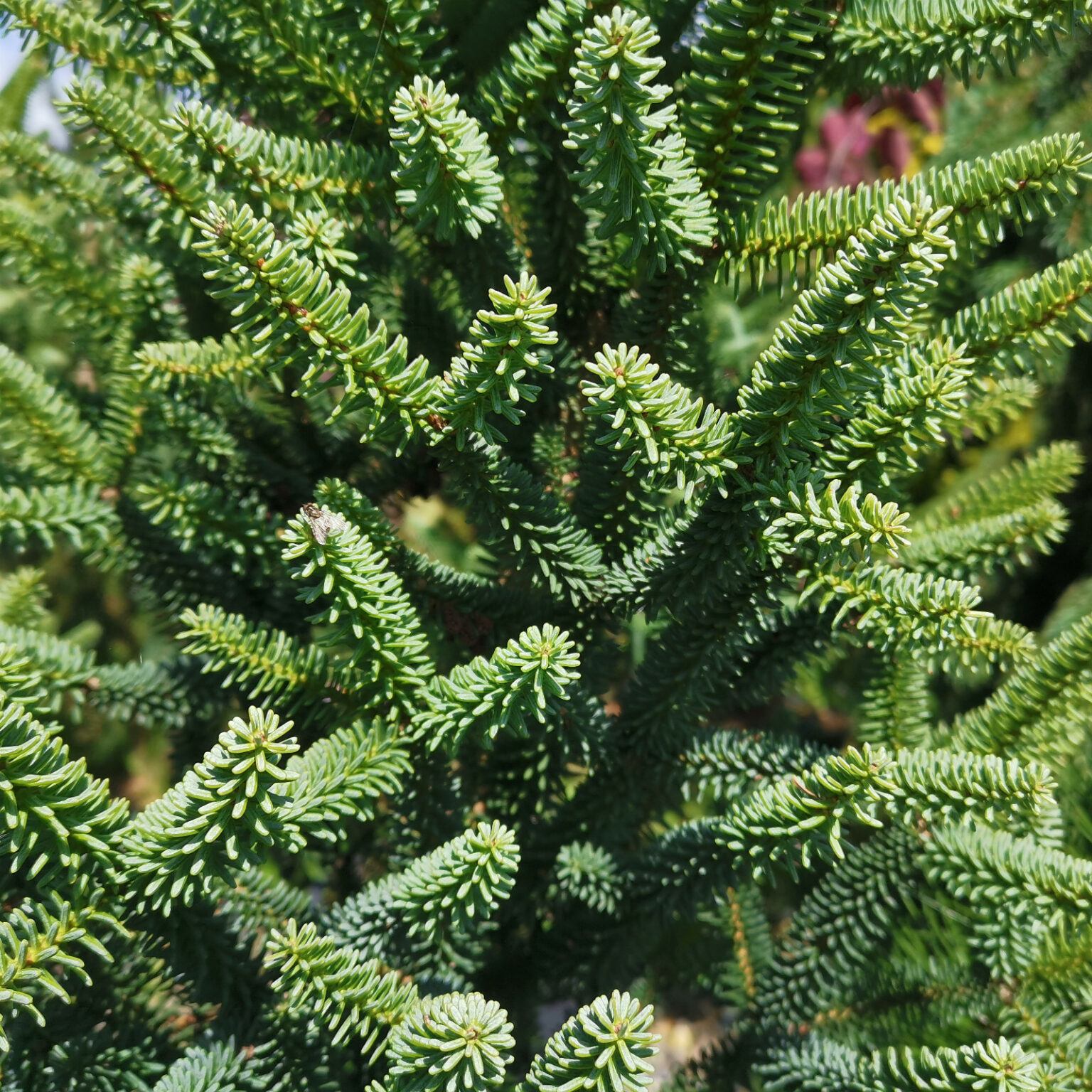 ABIES pinsapo 'Fastigiata' - sapin d'Andalousie