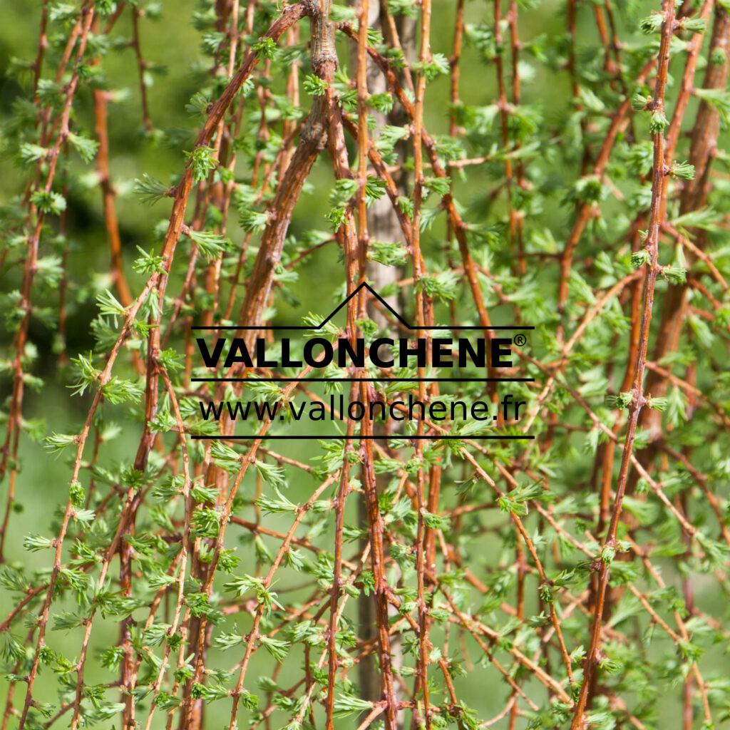 LARIX kaempferi 'Stiff Weeper' - Japanese larch