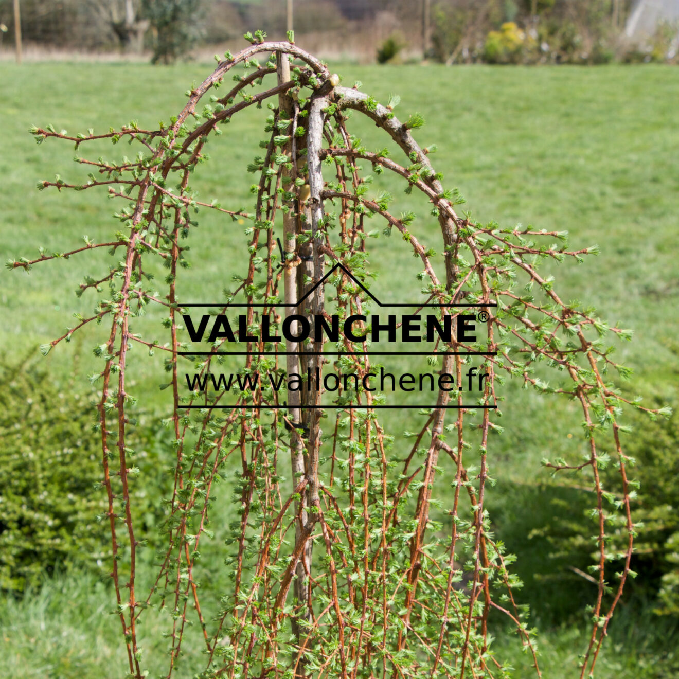 LARIX kaempferi 'Stiff Weeper' - mélèze du Japon