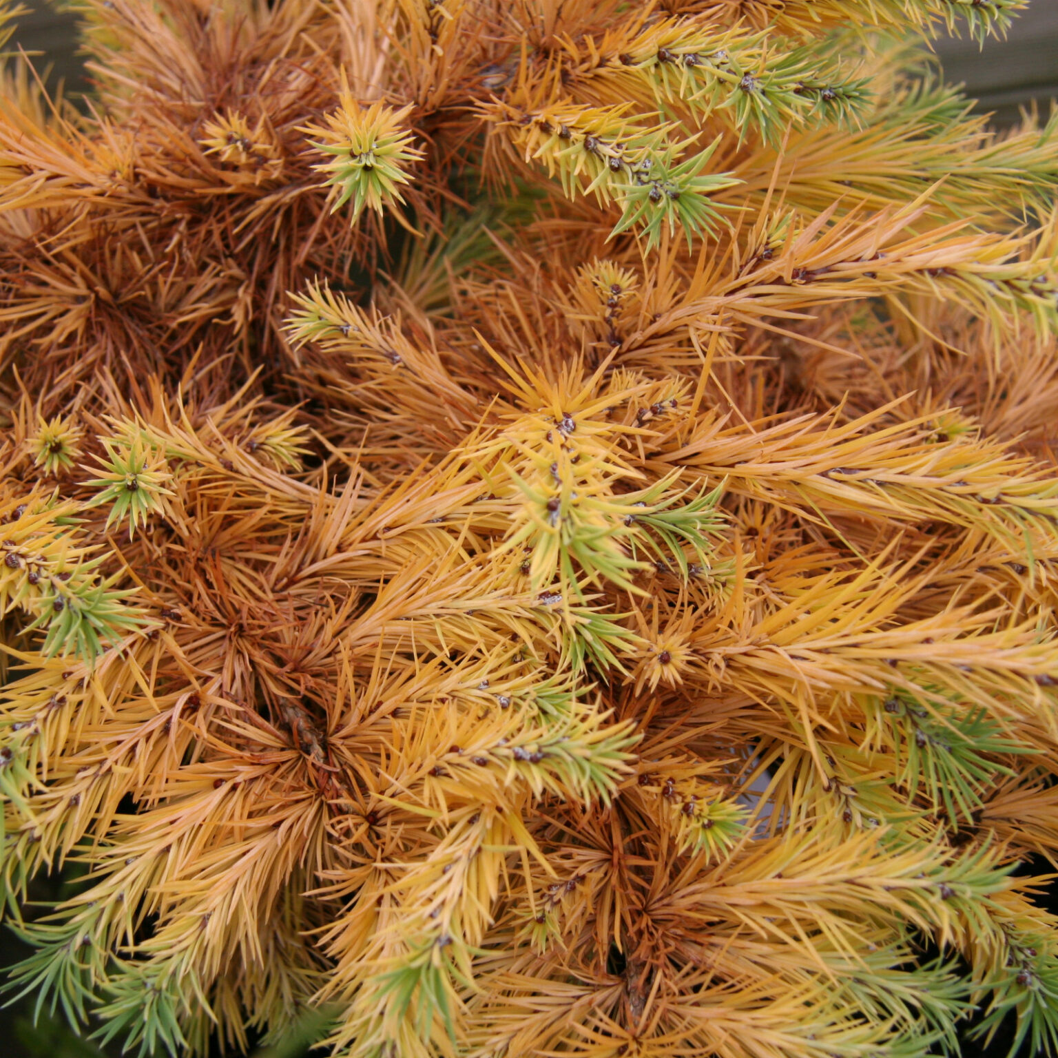 LARIX kaempferi 'Wolterdingen' - dwarf Japanese larch