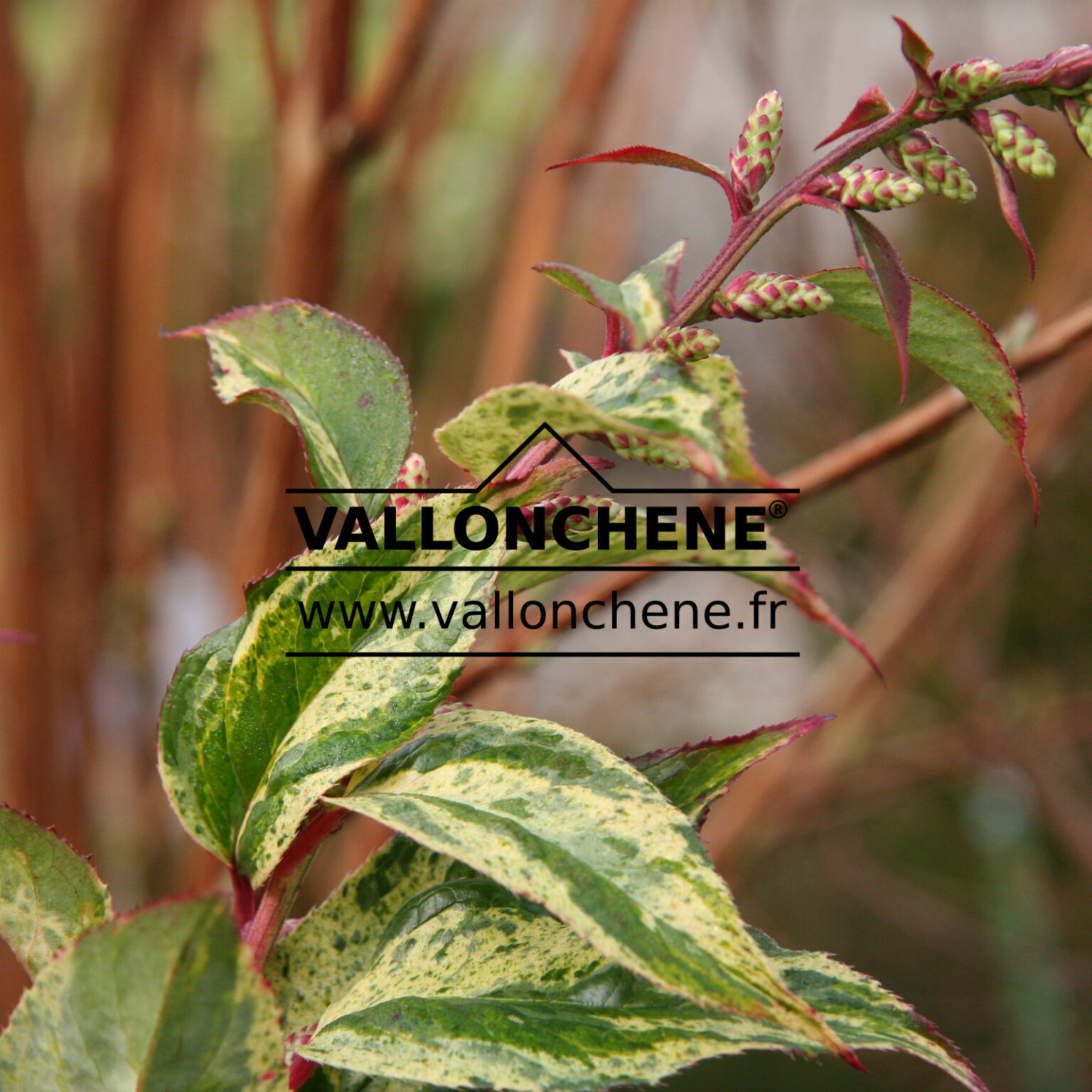 LEUCOTHOE fontanesiana 'Rainbow' - Highland doghobble