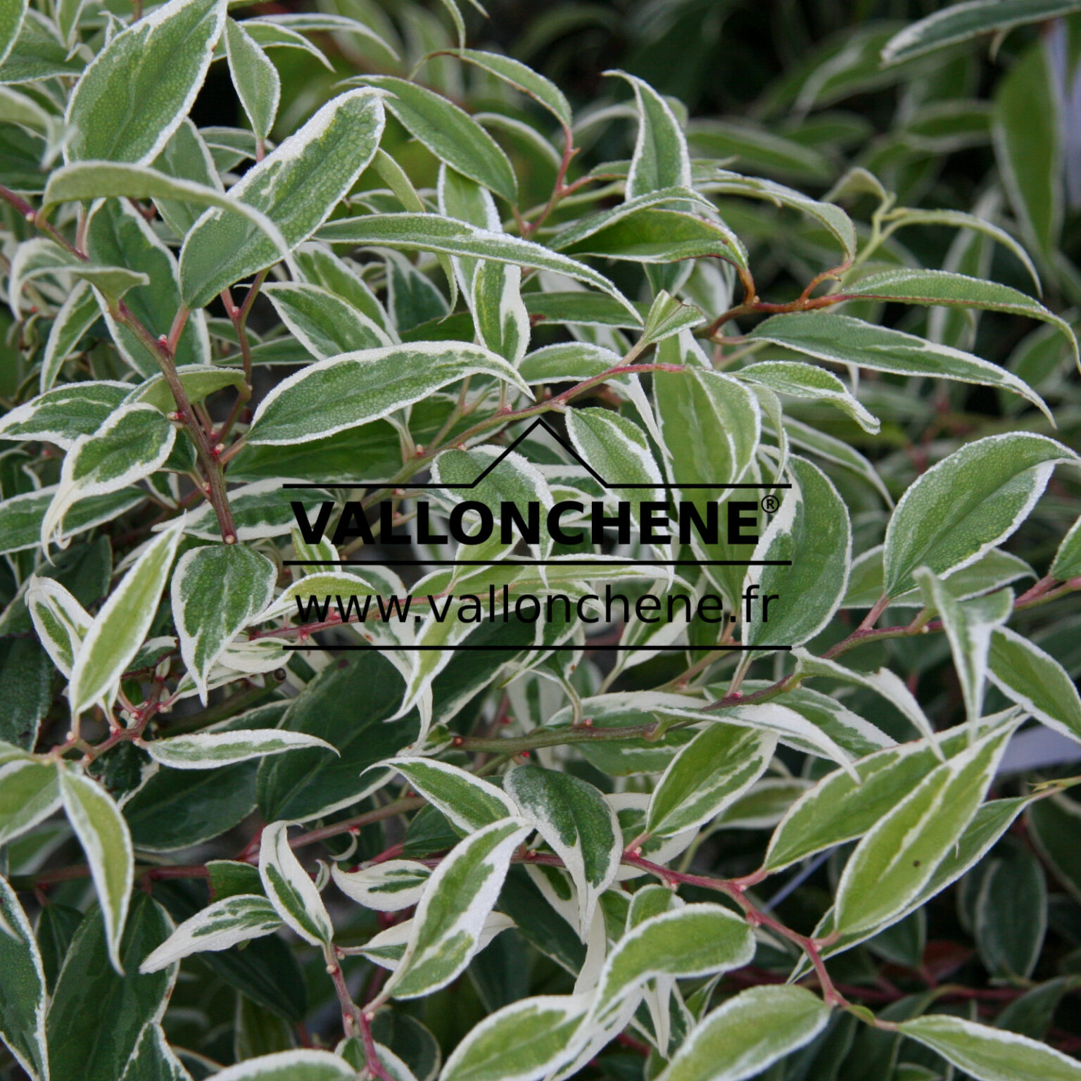 LEUCOTHOE fontanesiana 'Whitewater'