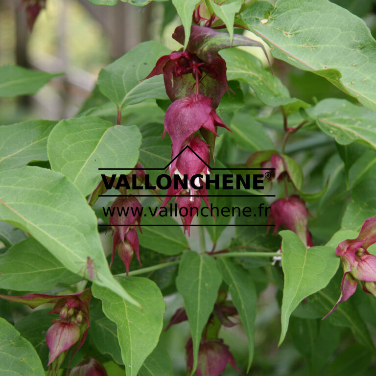 LEYCESTERIA formosa - pheasant berry