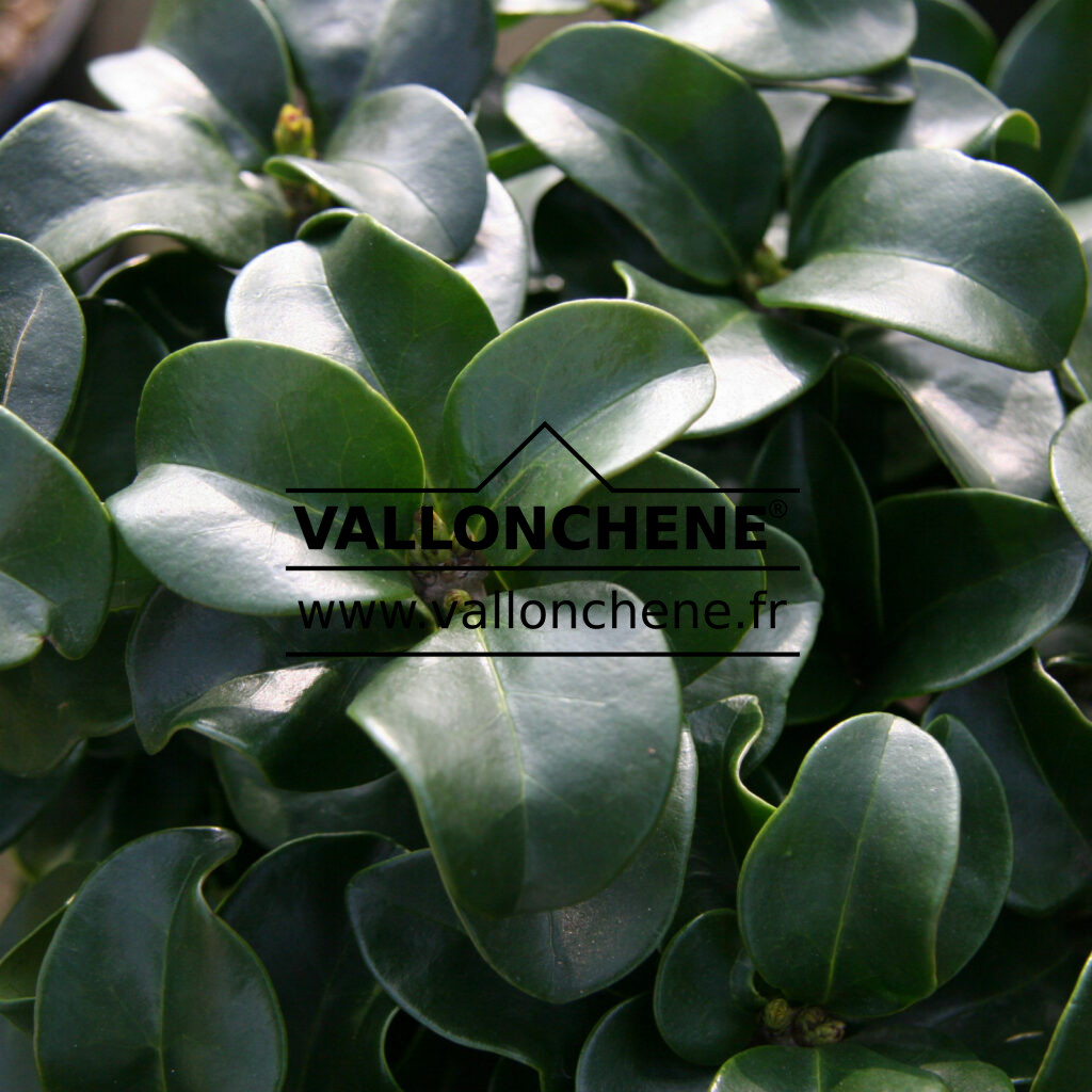 LIGUSTRUM japonicum 'Rotundifolium' - Japanese Privet