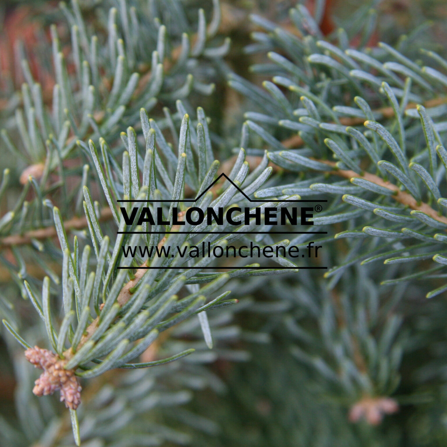 Conifers - PINUS (pins), CRYPTOMERIA, ABIES, GINKGO, CEDRUS,