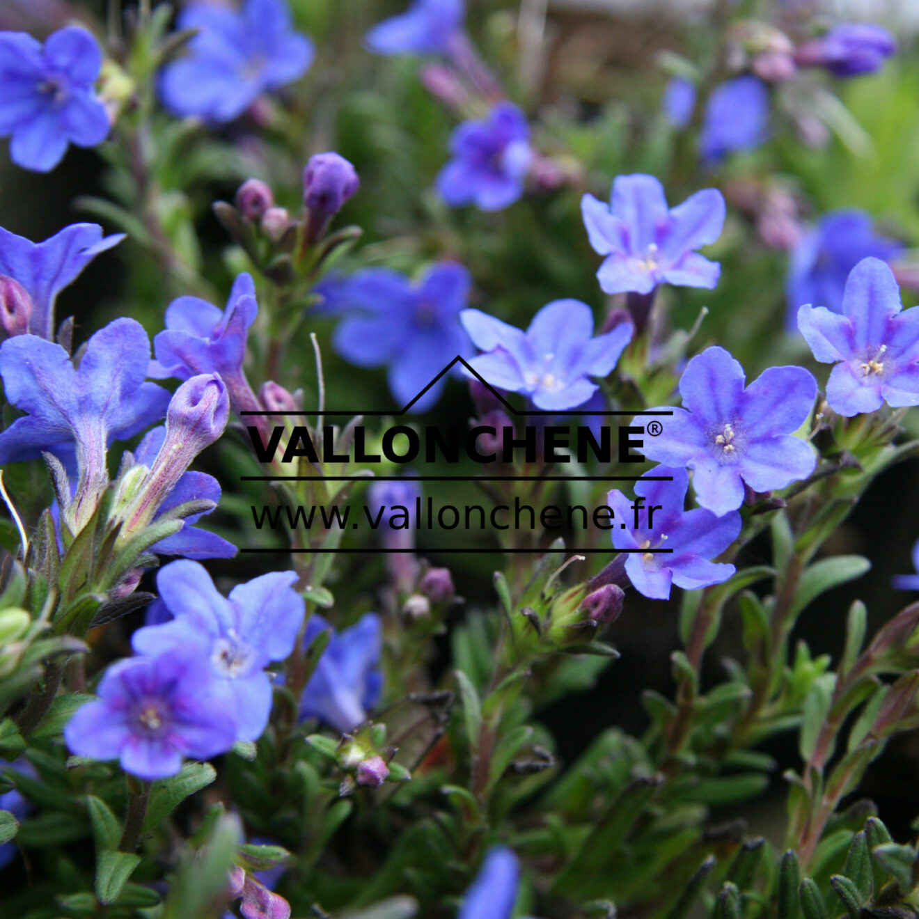 LITHODORA diffusa 'Heavenly Blue'