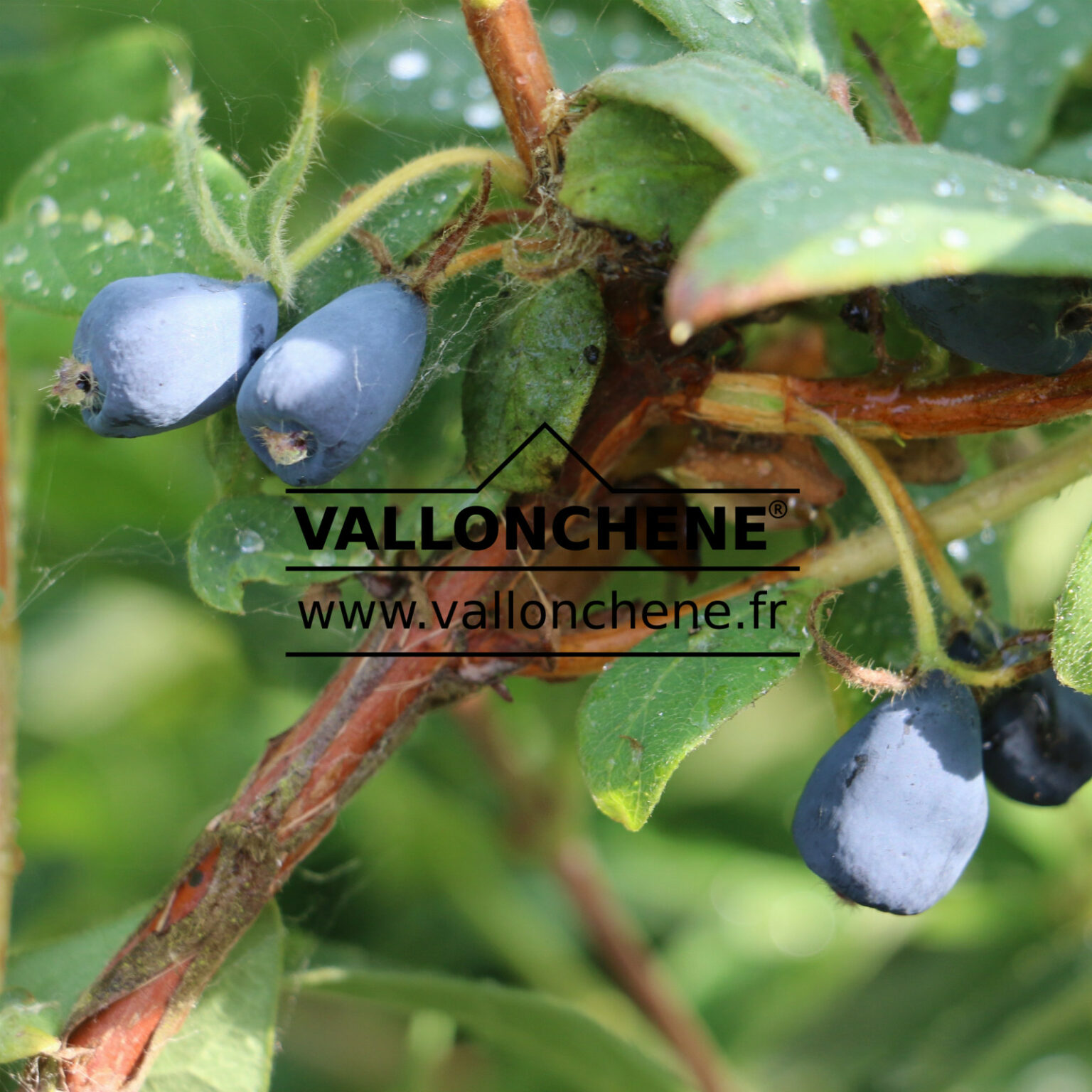 LONICERA caerulea 'Blue Star' - blue-berried honeysuckle