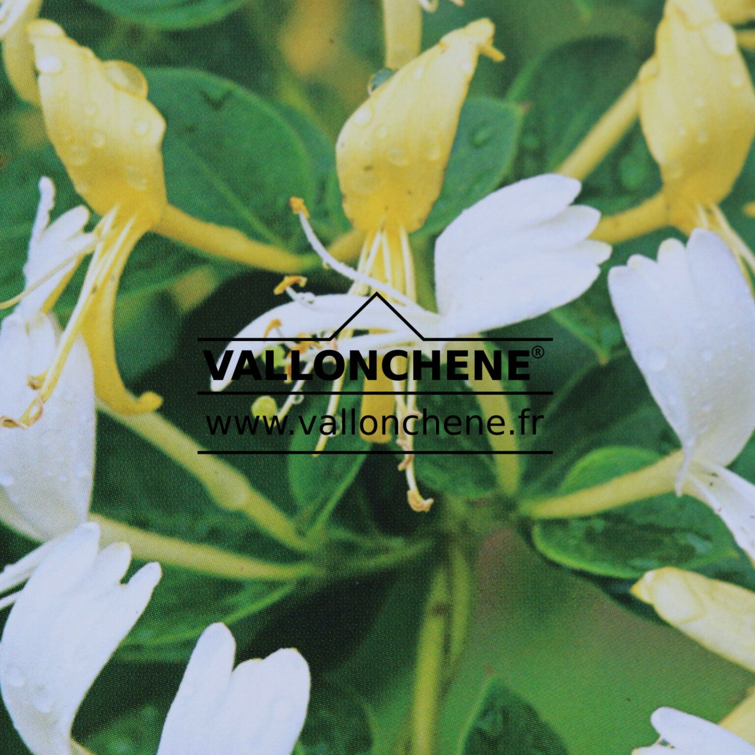 LONICERA japonica 'Hall's Prolific' - chèvrefeuille du Japon