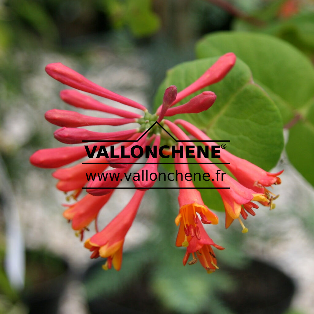 LONICERA x brownii 'Dropmore Scarlet' - honeysuckle