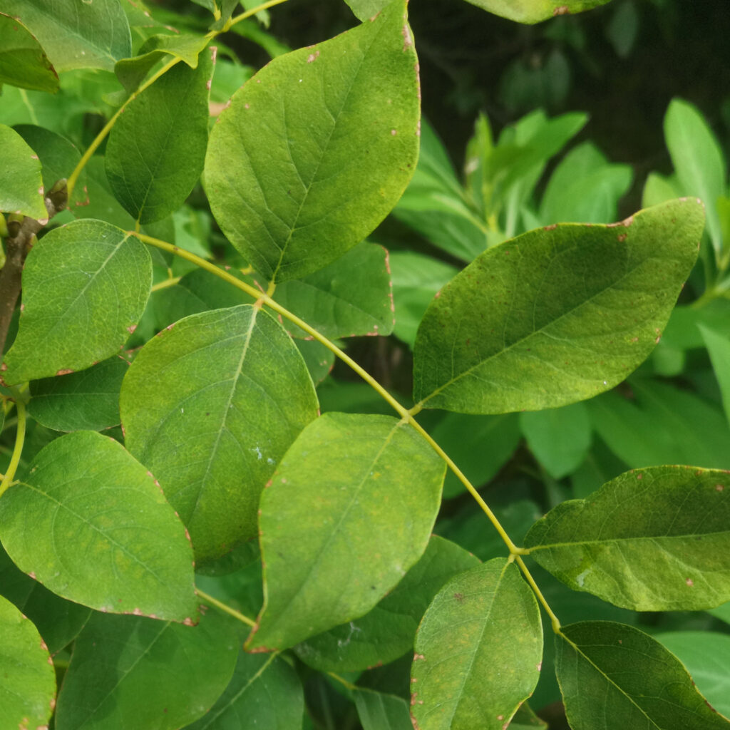 MAACKIA amurensis - Amur maackia