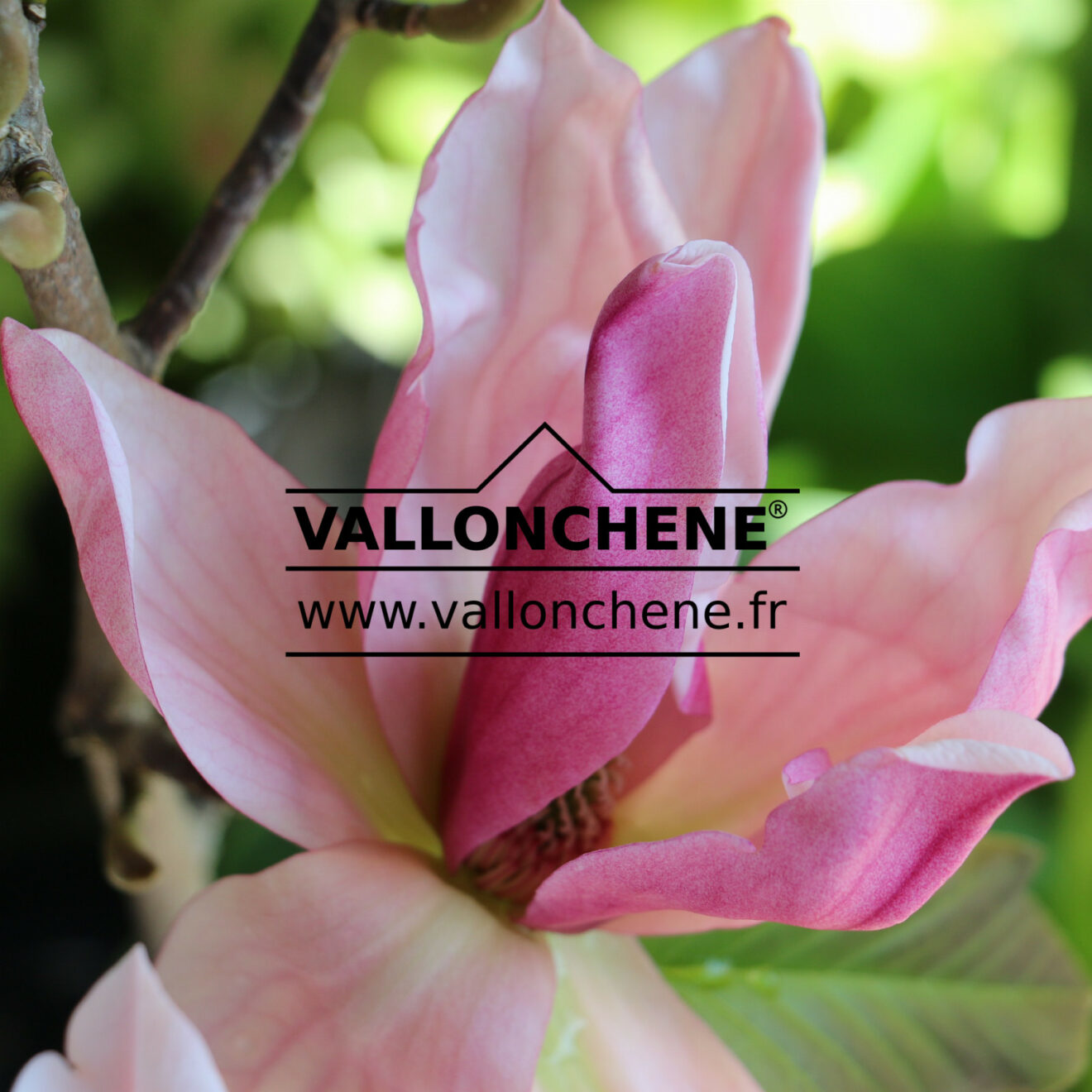 MAGNOLIA 'Daybreak' - magnolia