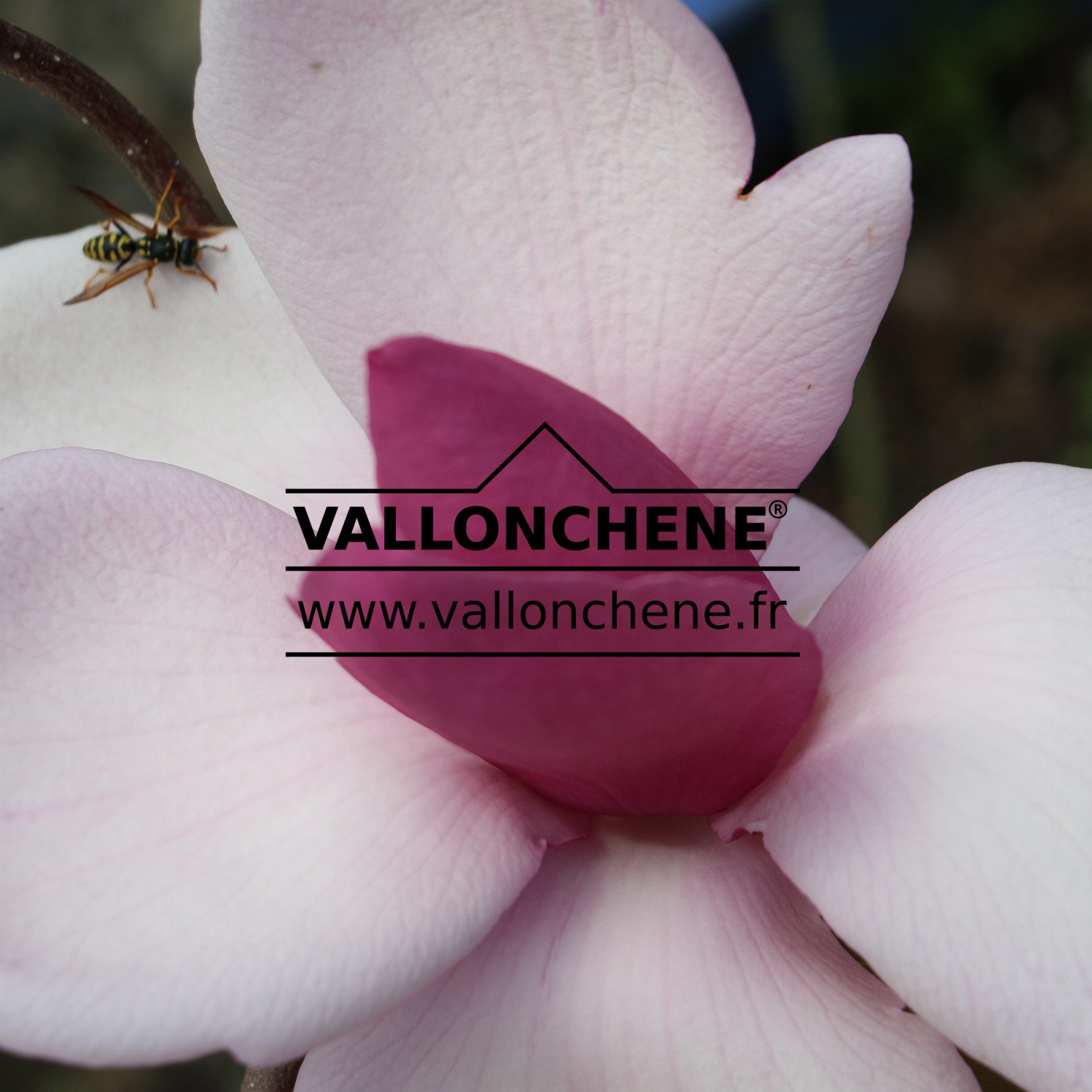 MAGNOLIA 'Franck's Masterpiece' - magnolia