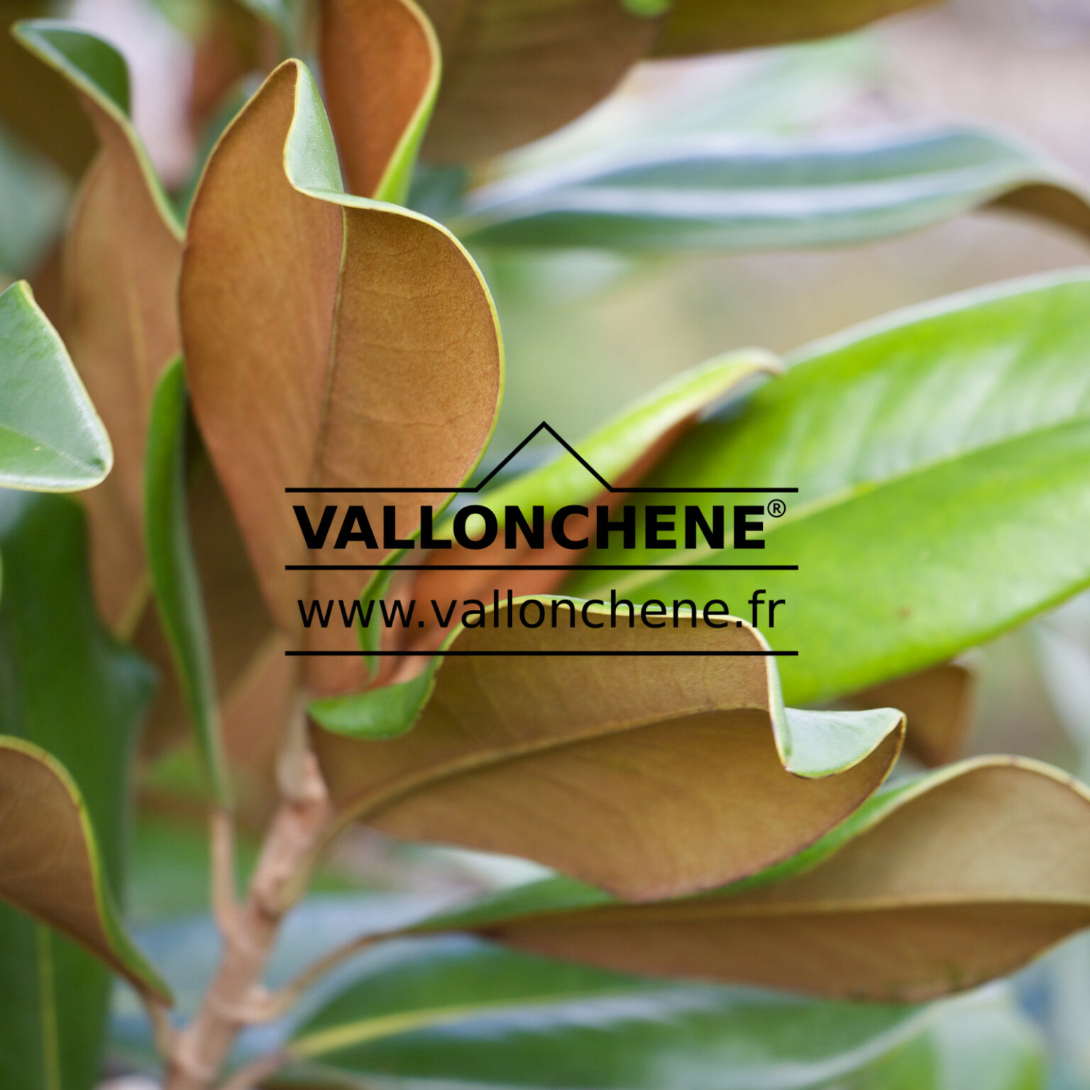 MAGNOLIA grandiflora 'Goliath' - evergreen magnolia