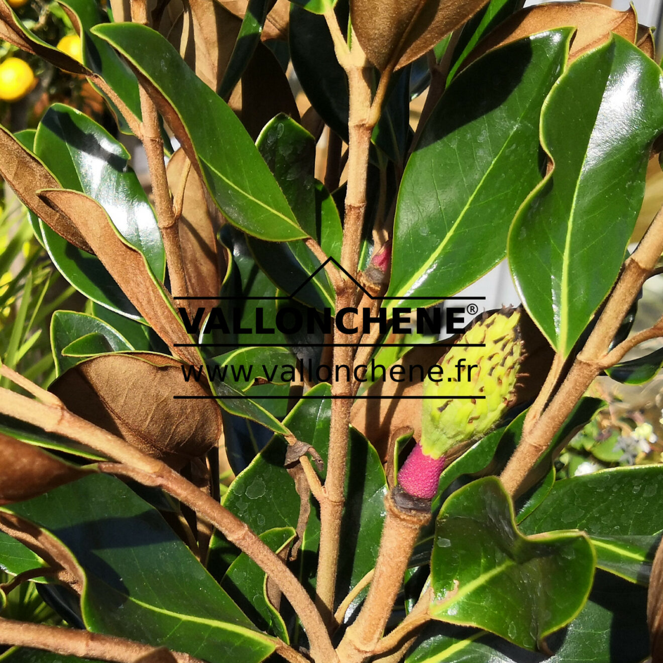 MAGNOLIA grandiflora 'Little Gem' (dwarf southern magnolia)