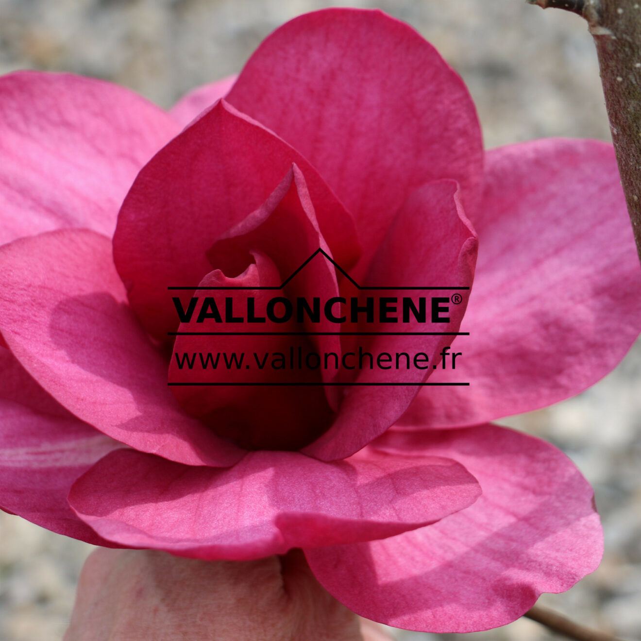 MAGNOLIA 'Ian's Red' - magnolia