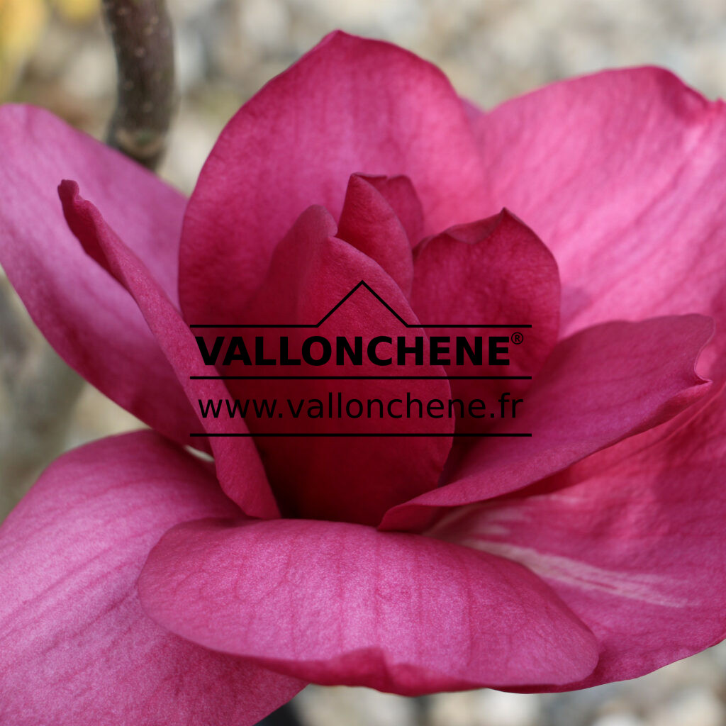 MAGNOLIA 'Ian's Red' - magnolia