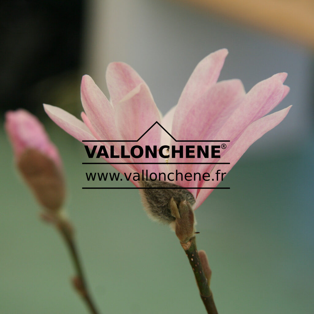 MAGNOLIA loebneri 'Leonard Messel'