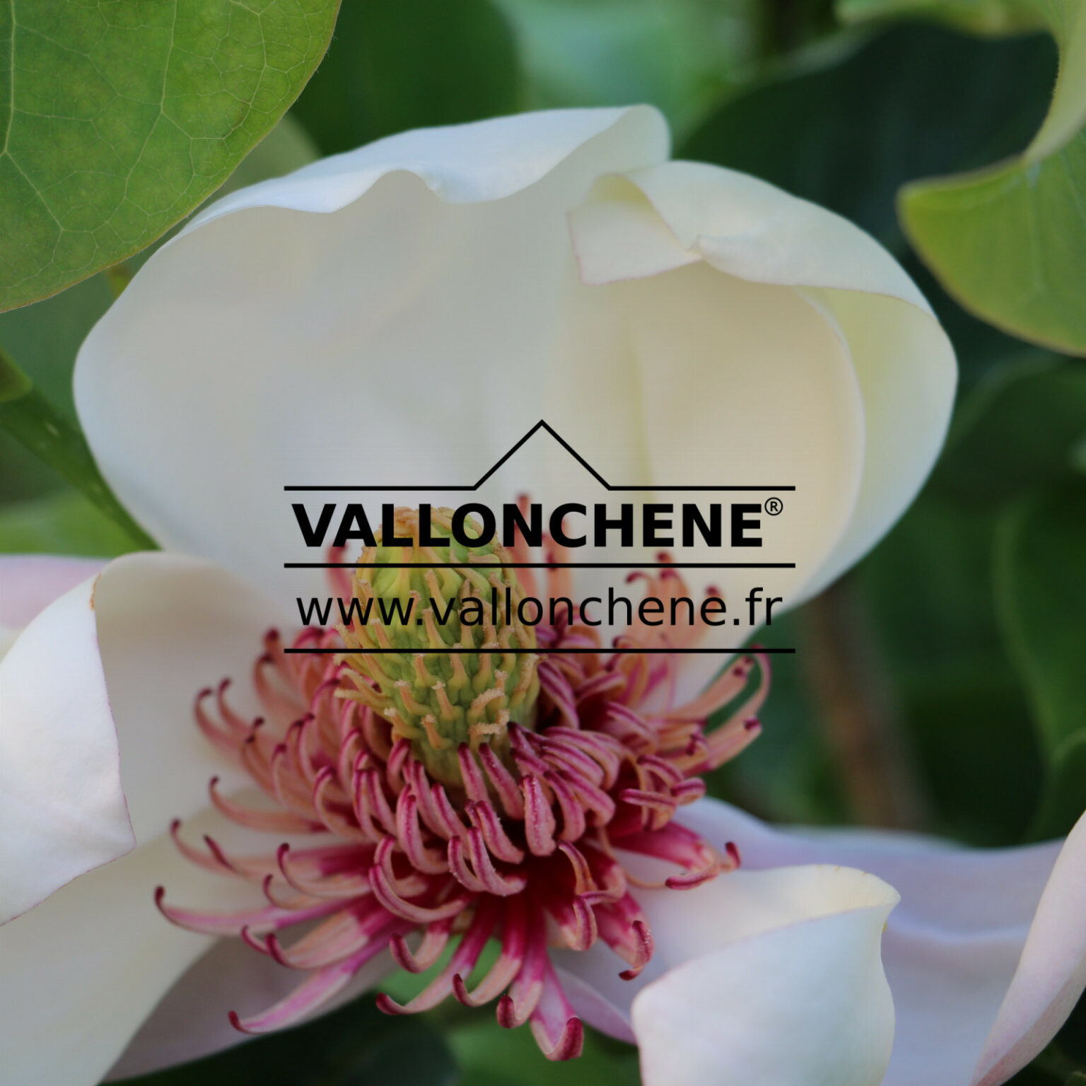 MAGNOLIA 'Summer Solstice' - magnolia