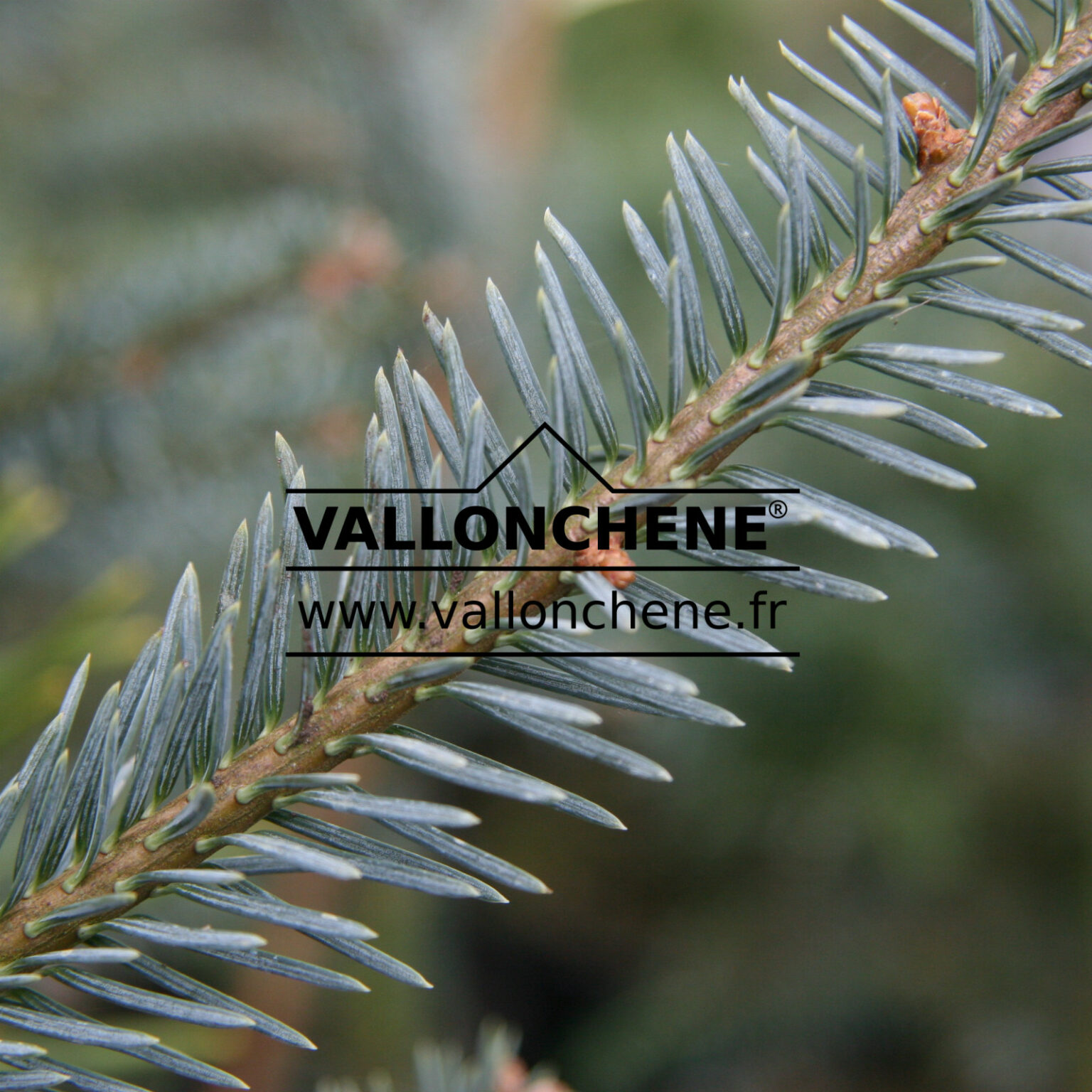 ABIES vejarii 'Mt. Blue' - Vejar fir