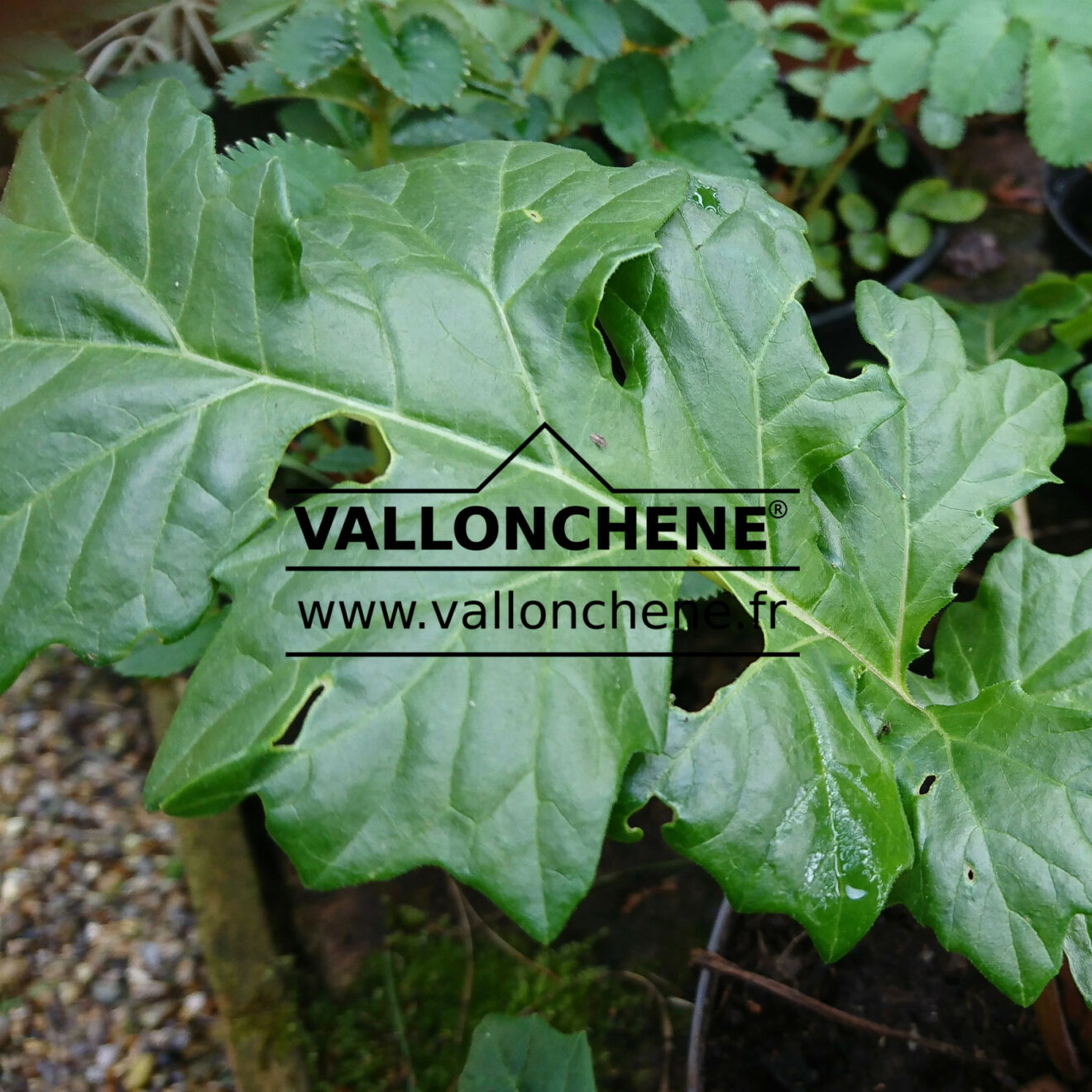 ACANTHUS mollis - acanthe à feuilles molles