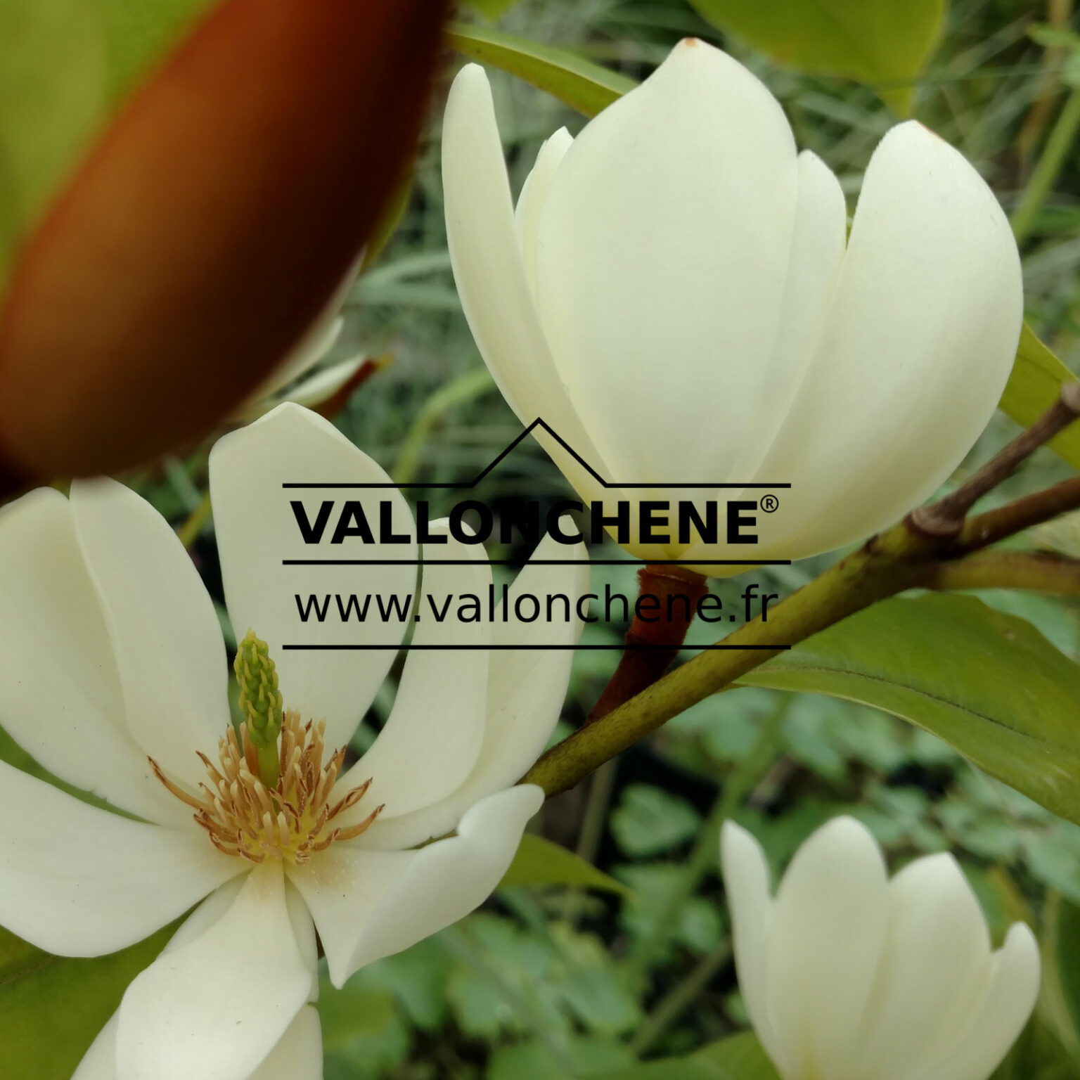 MICHELIA hybrid var. 'Fairy Magnolia Cream' (R)