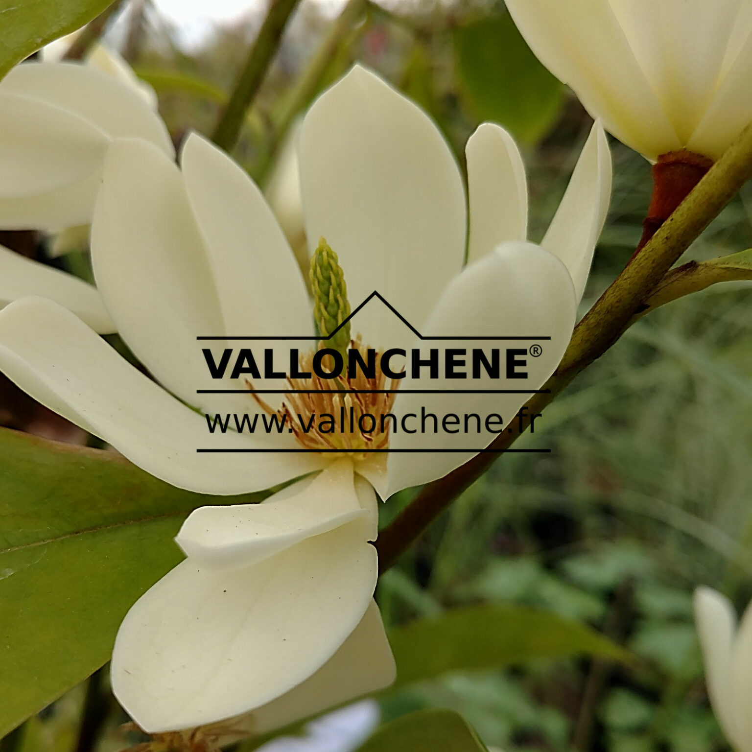 MICHELIA hybrid var. 'Fairy Magnolia Cream' (R)
