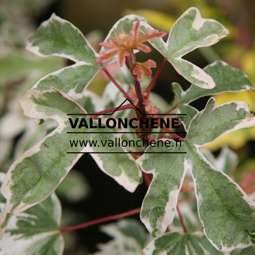 ACER campestris 'Carnival' - field maple