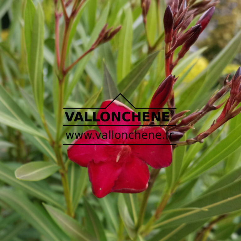 NERIUM oleander rouge / rot / red - red oleander