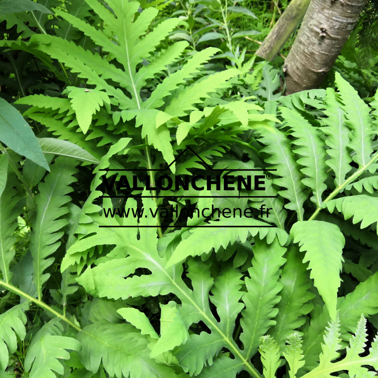 ONOCLEA sensibilis - sensitive fern