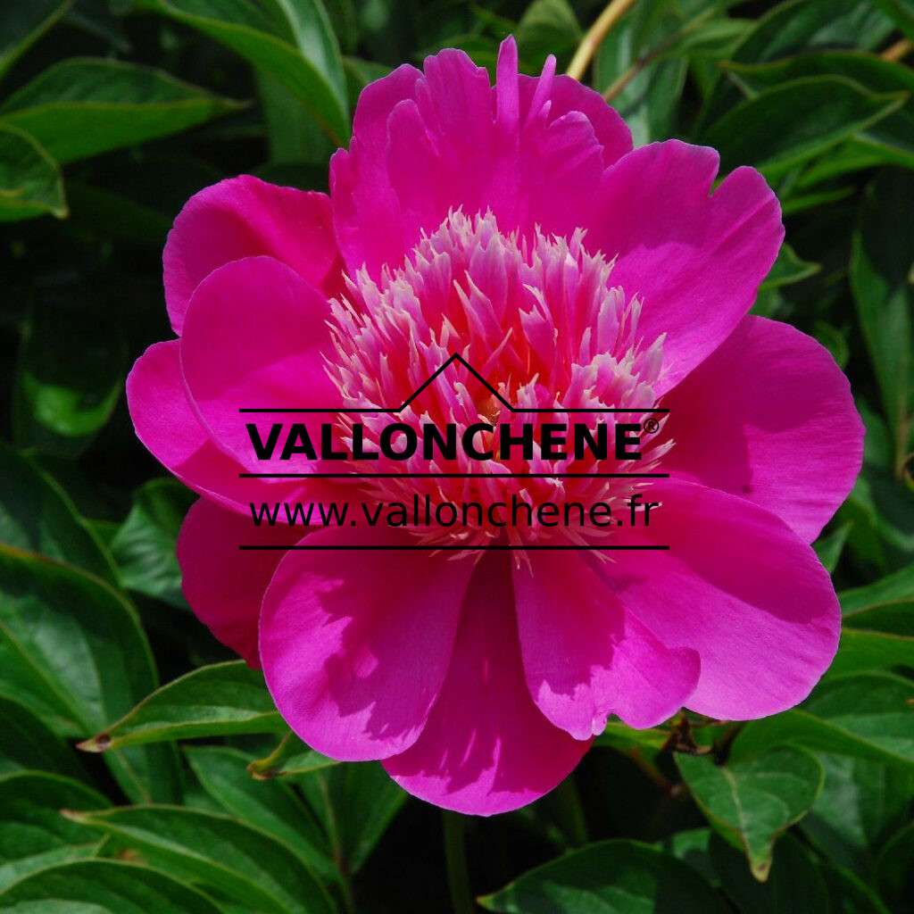 PAEONIA lactiflora 'Zi Fu Rong'