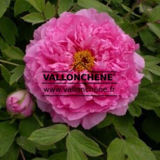 PAEONIA suffruticosa 'Rou Fu Rong'