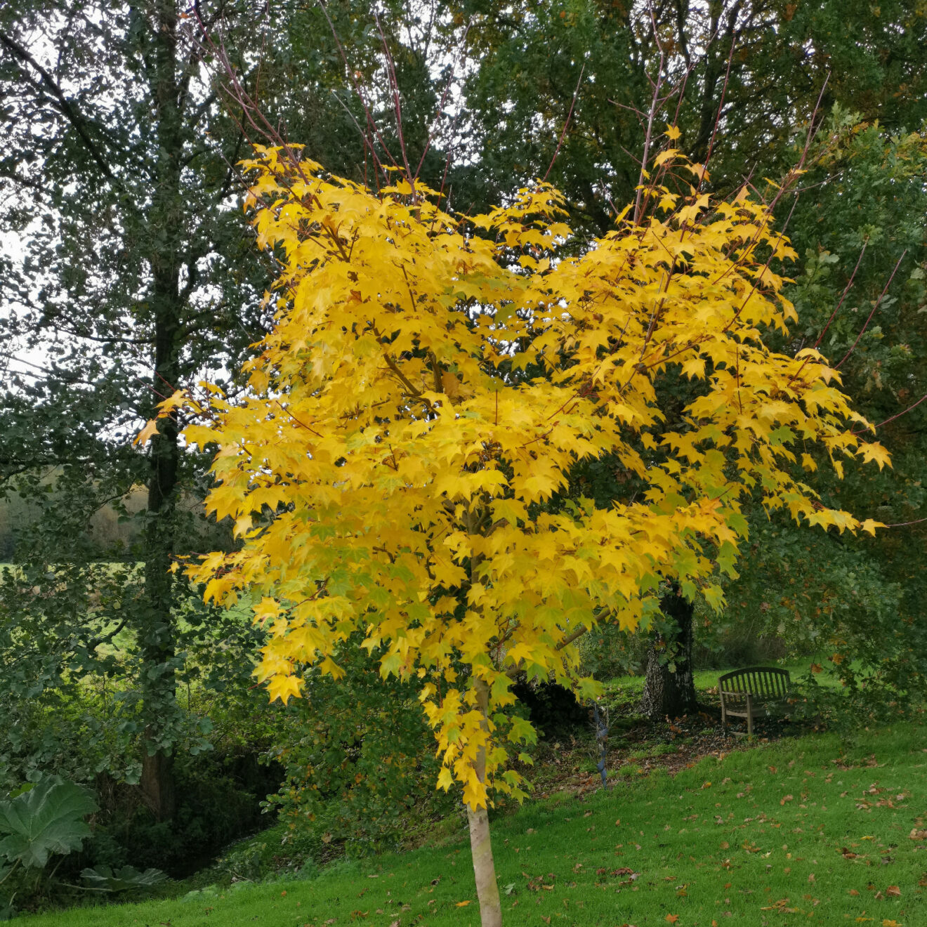 ACER cappadocicum 'Aureum' - érable de Cappadoce