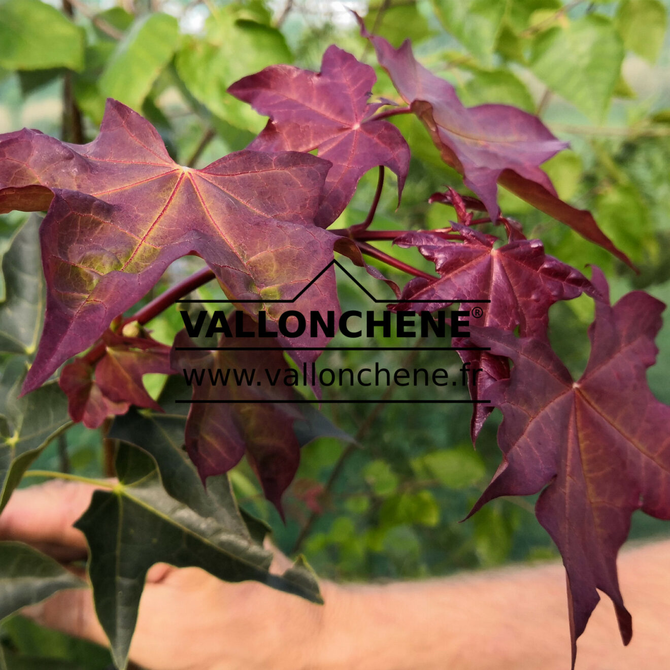 ACER cappadocicum 'Rubrum' - Cappadocian maple