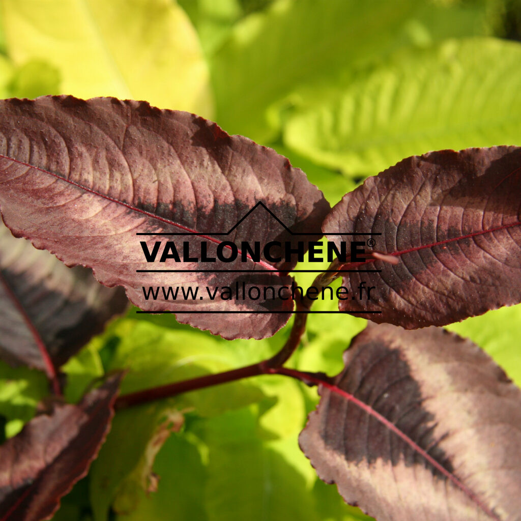 PERSICARIA microcephala 'Red Dragon'