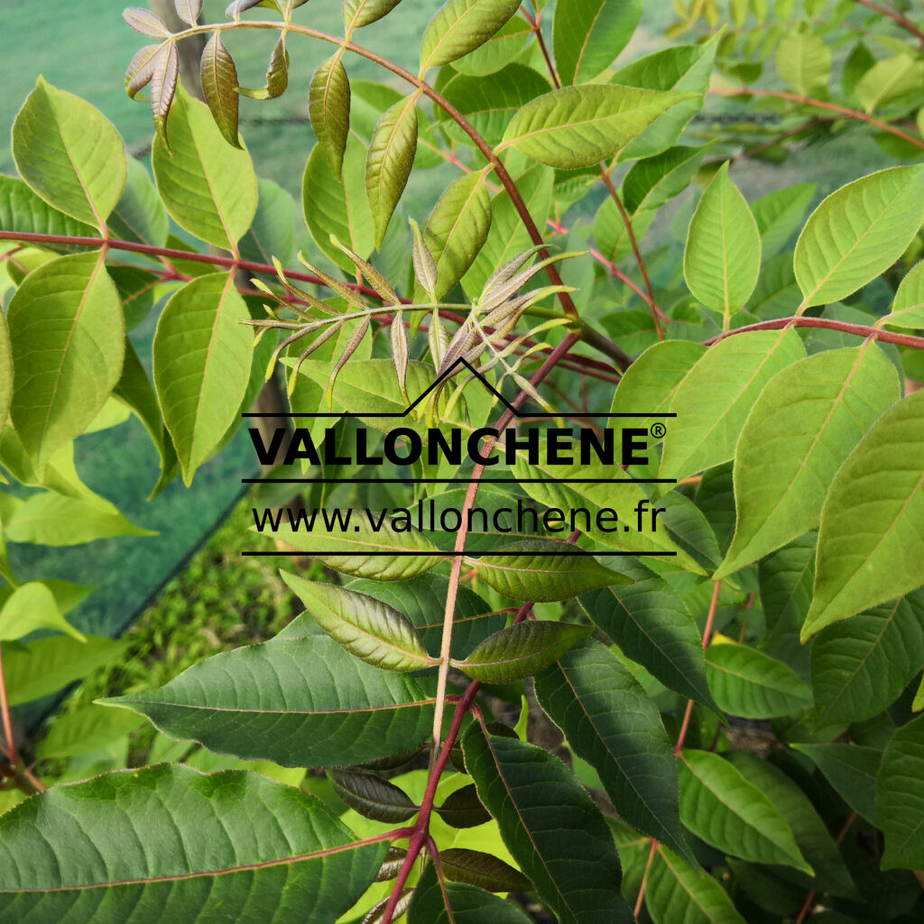 PHELLODENDRON amurense - arbre au liège de l'Amour