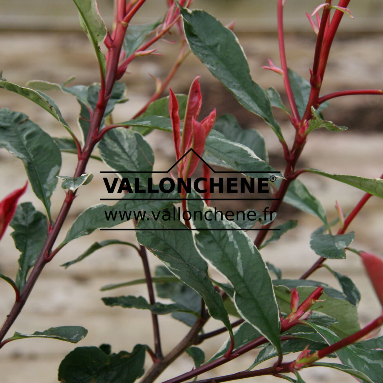 PHOTINIA fraseri 'Pink Marble'