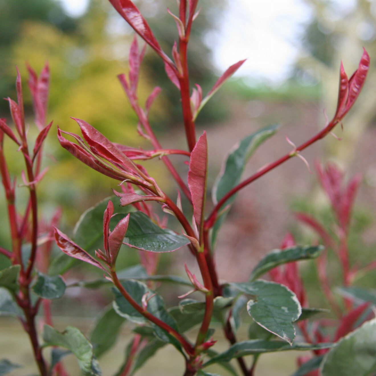 PHOTINIA fraseri 'Pink Marble' - Photinia panaché