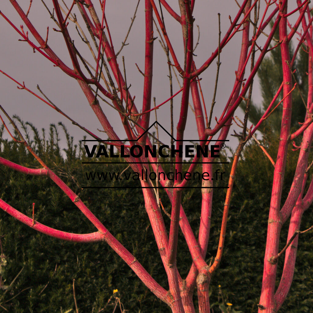 ACER conspicuum 'Phoenix' - snakebark maple