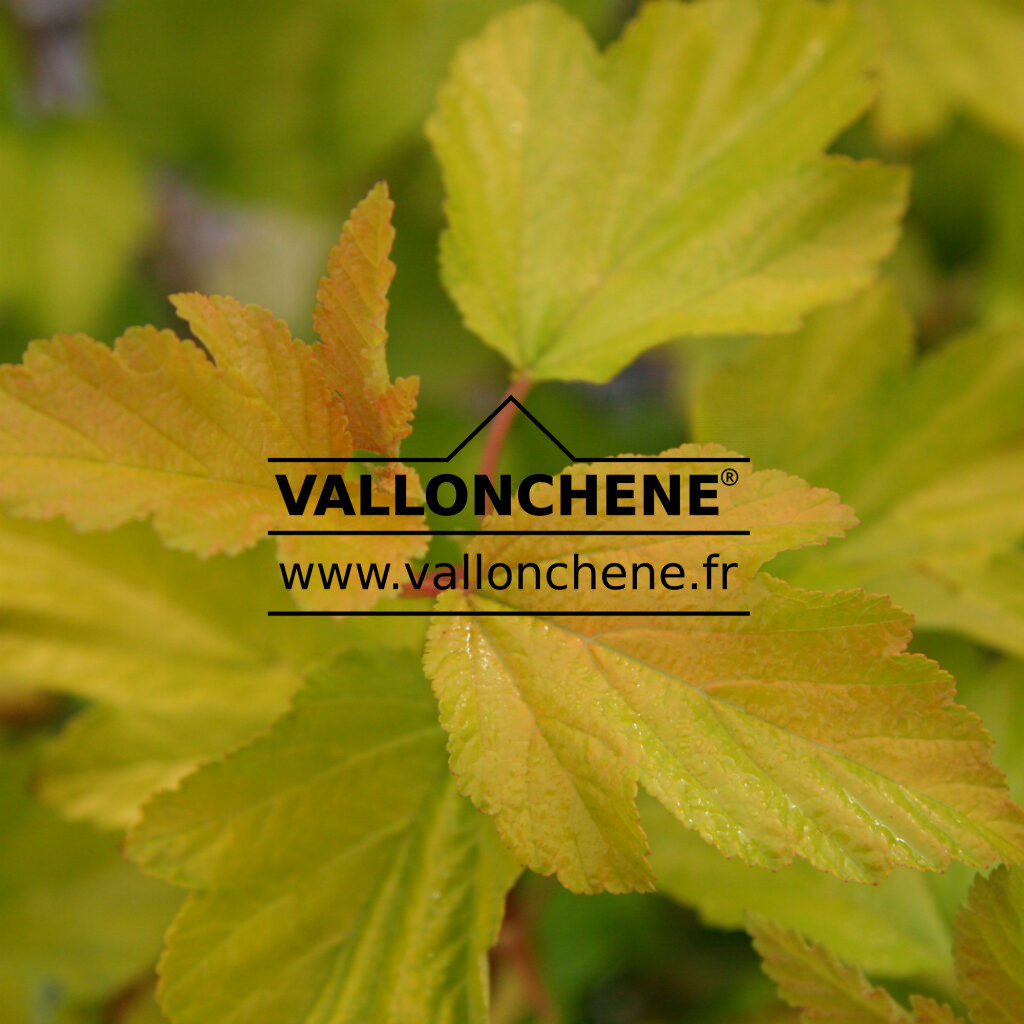 PHYSOCARPUS opulifolius 'Dart's Gold' - common ninebark