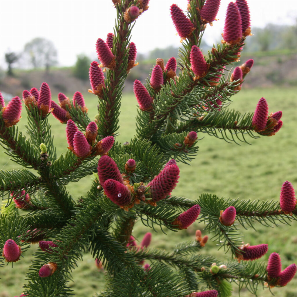 PICEA abies 'Acrocona' - épicéa
