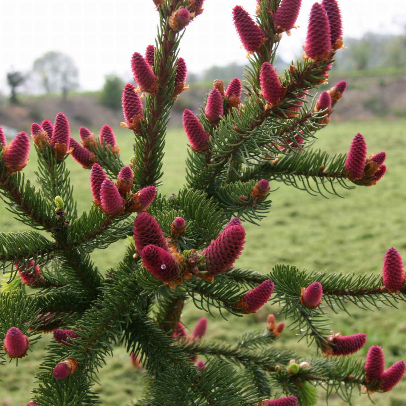 PICEA abies 'Acrocona' - Norway spruce