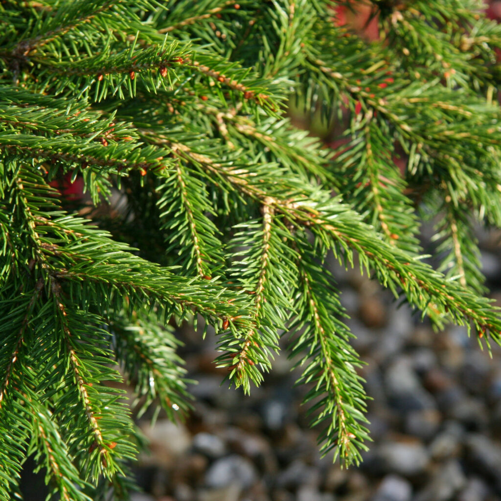 PICEA abies 'Formanek' - épicéa