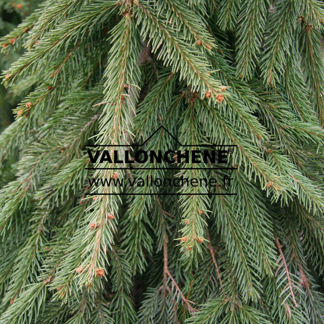 PICEA abies 'Frohburg'