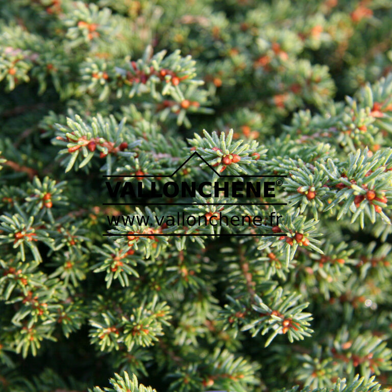 PICEA abies 'Little Gem' - épicéa